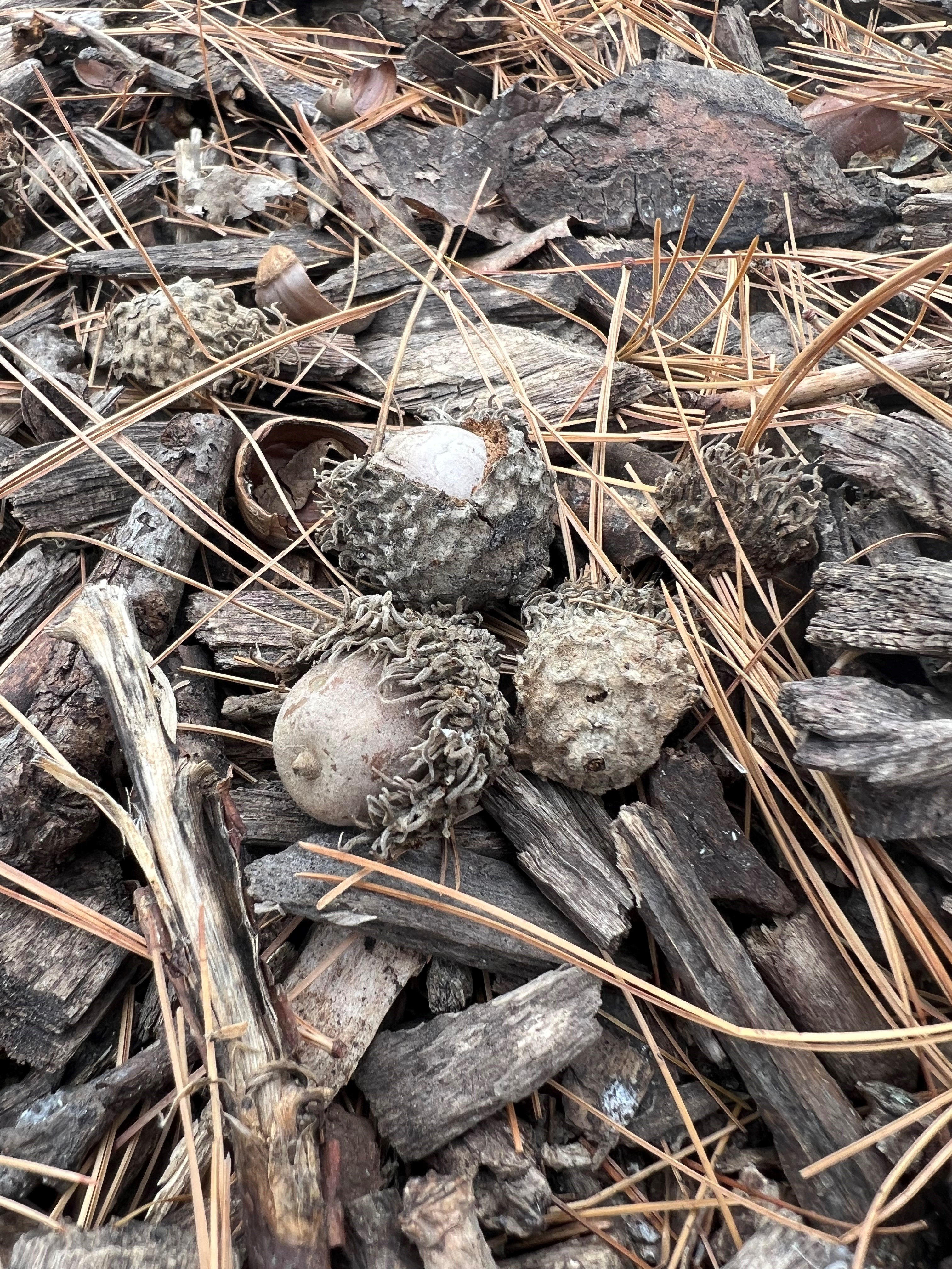 Tree – nature7blog